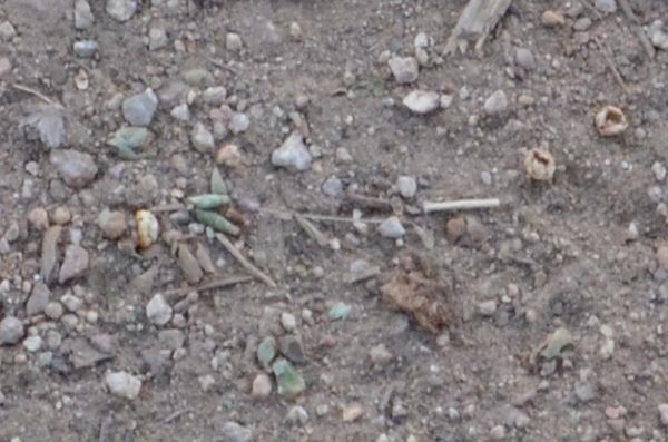 stone ground texture 0061 - Texturelib